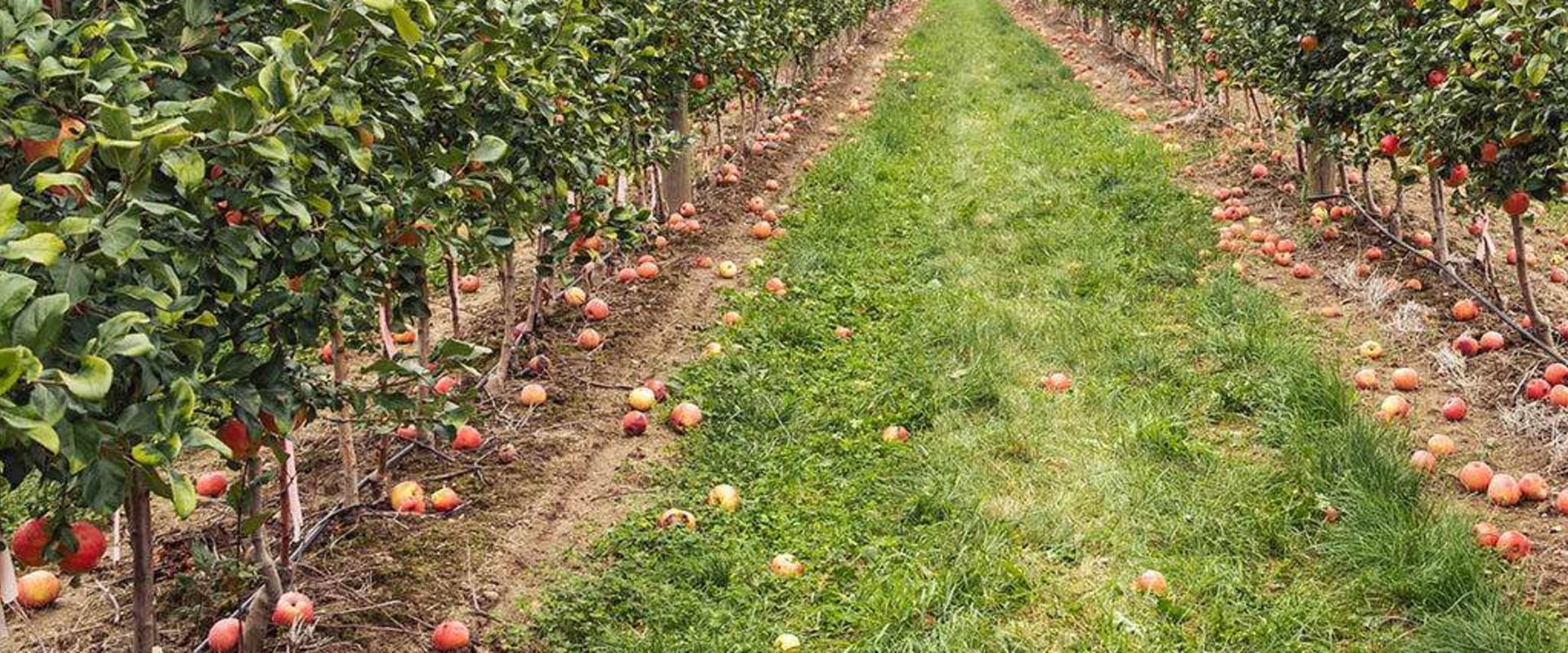 What Is an Orchard? How Black-Owned Farms Are Nurturing Sustainable Growth