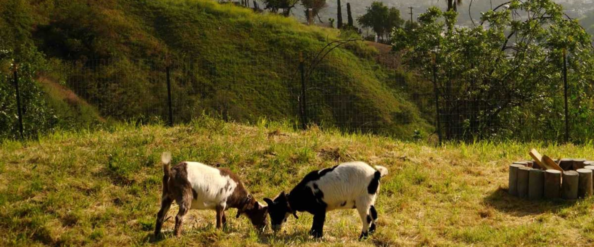 Discover Black-Owned Farm And Ranch Film And Photography Shoot Venues ...