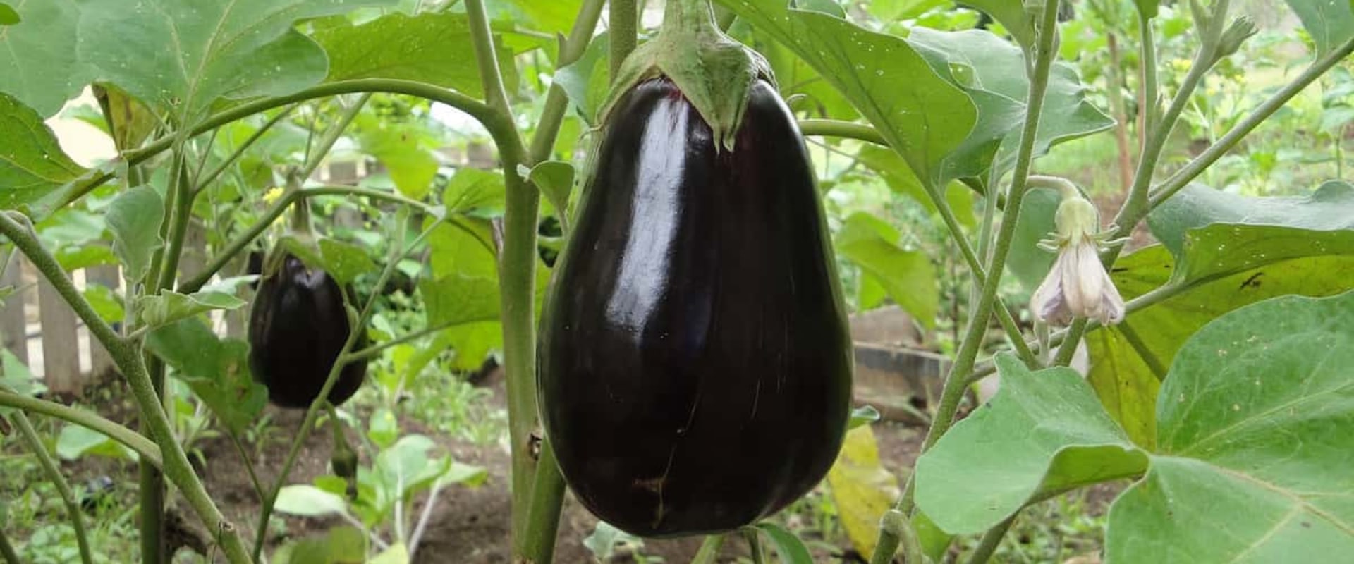 Black owned farm