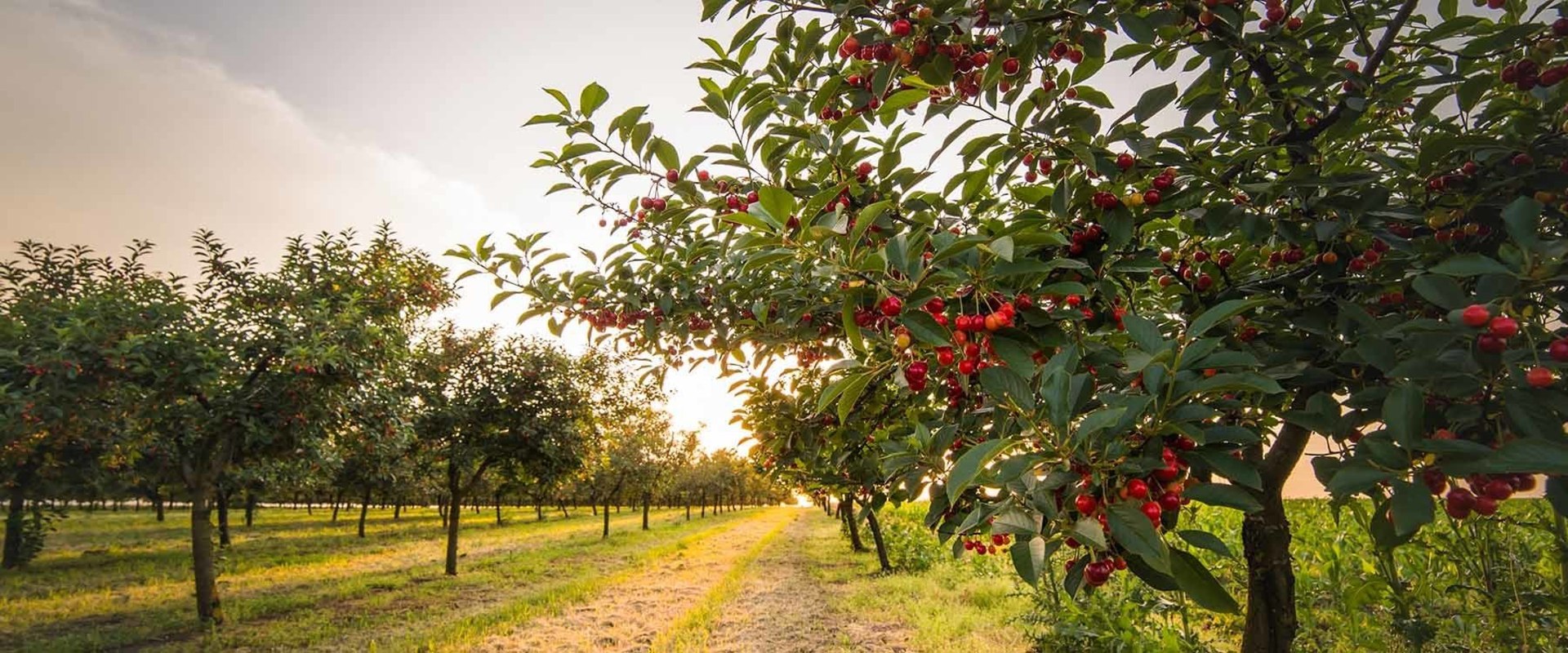 What Is an Orchard? Complete Guide to Tree Groves, Care & Fresh Abundance
