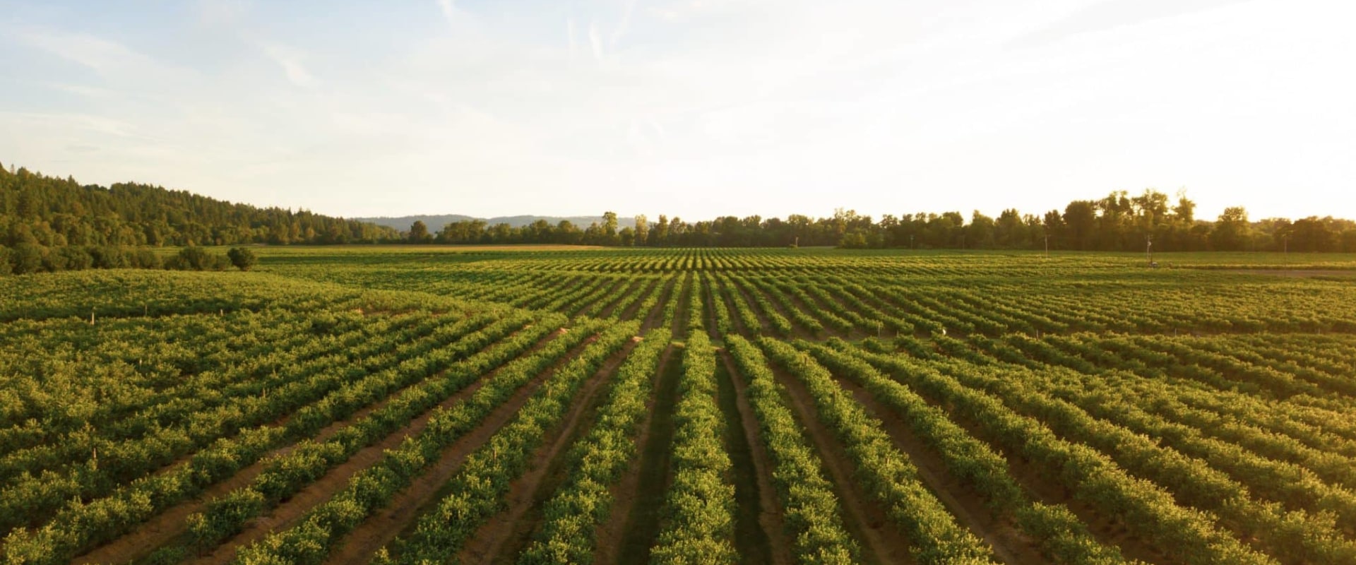 The Essential Role of a Farm Manager in Owned Farms