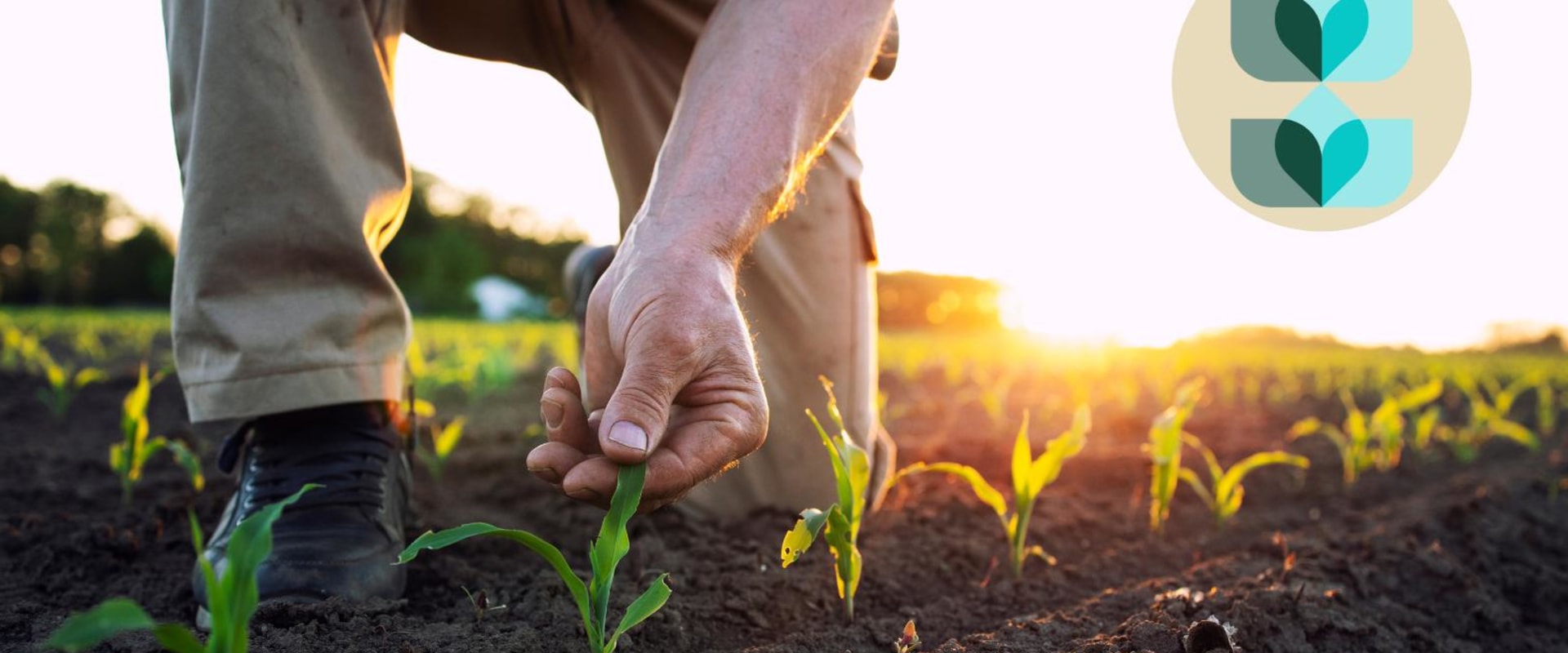 The Future of Farming: The Profitability of Medium-Sized Farms