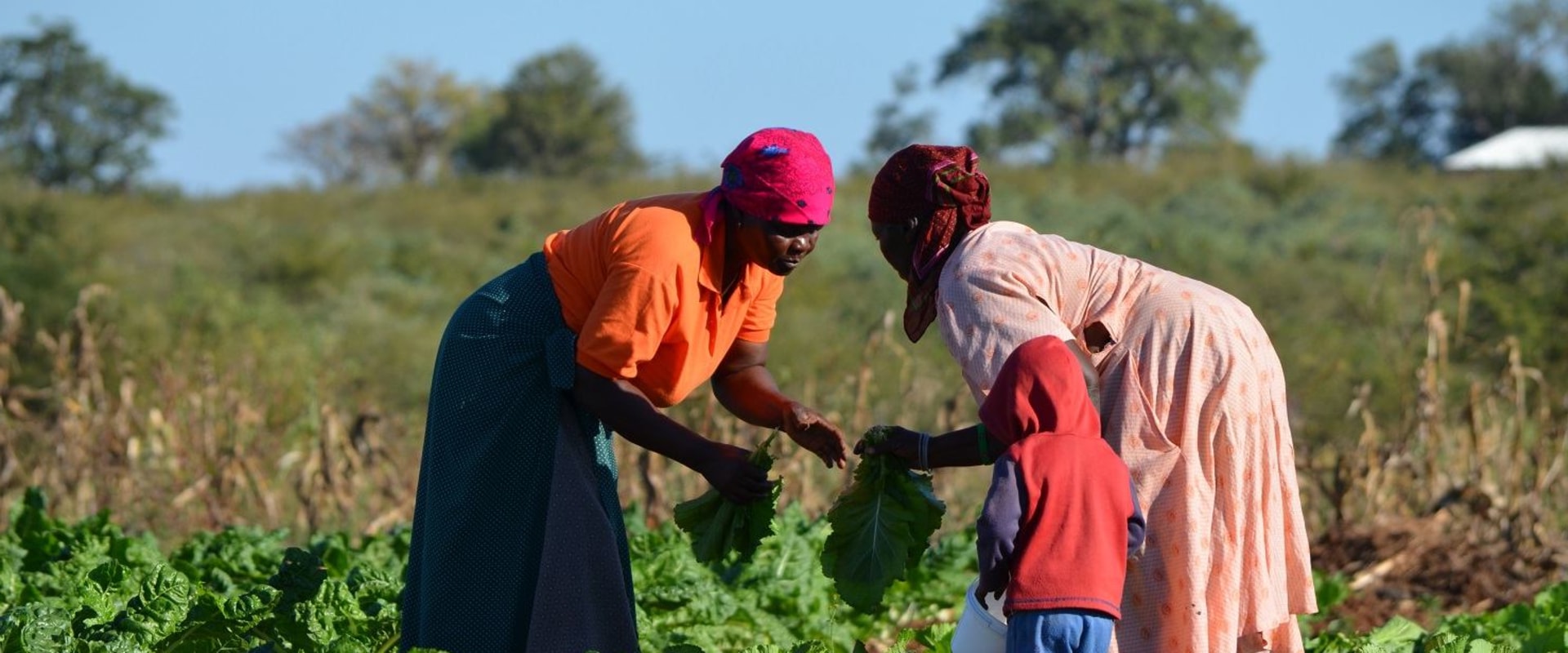 Subsistence Agriculture Examples That Empower Black-Owned Farming ...
