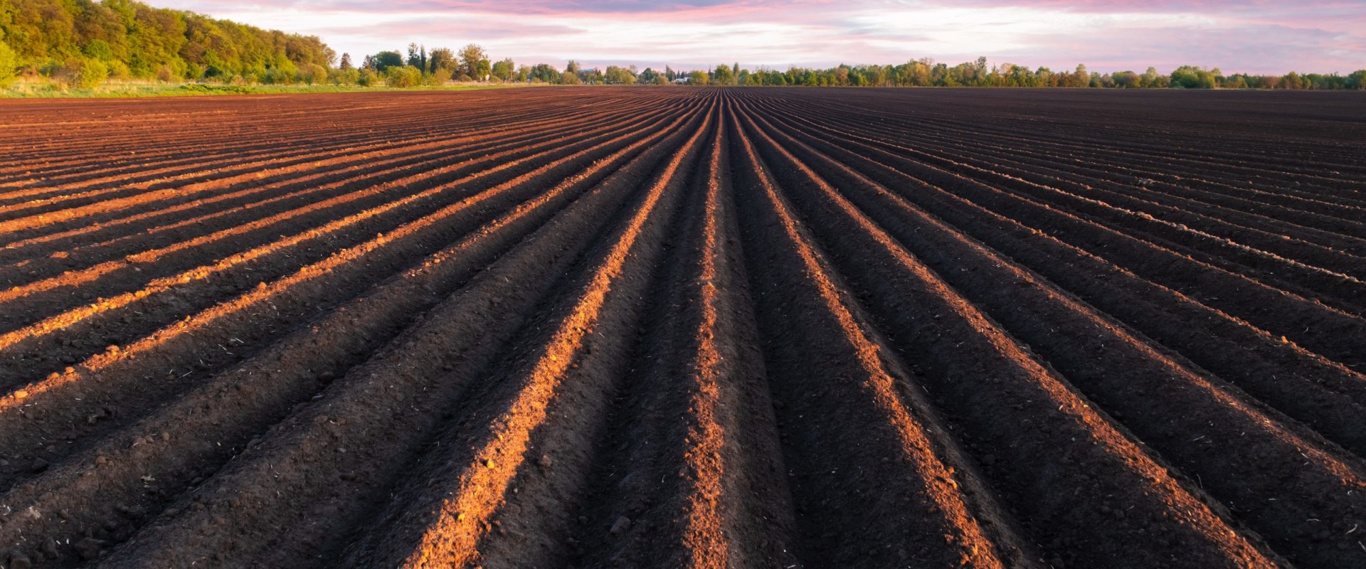 Black owned farm